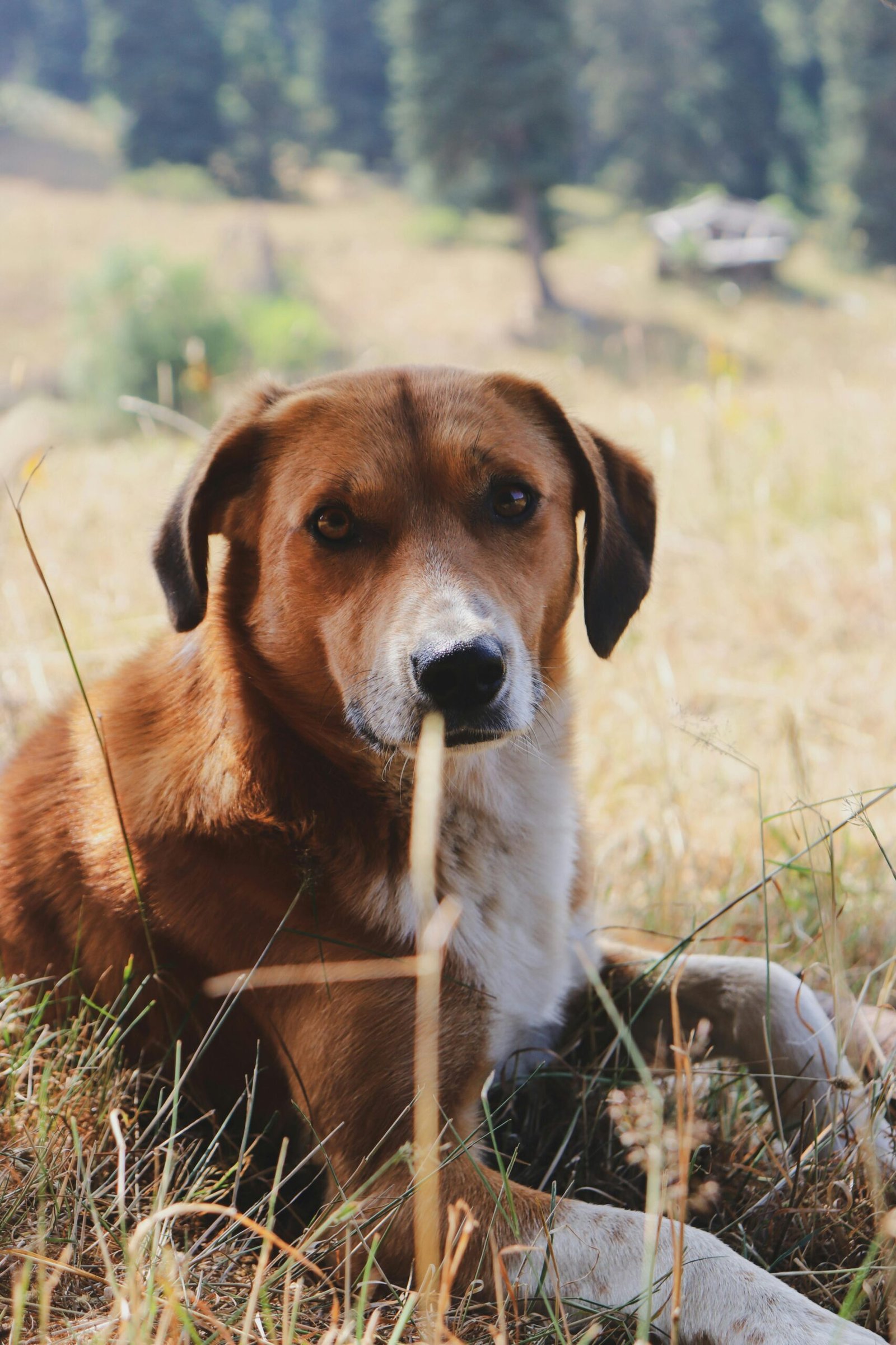 Combai/Kombai Dog Breeders