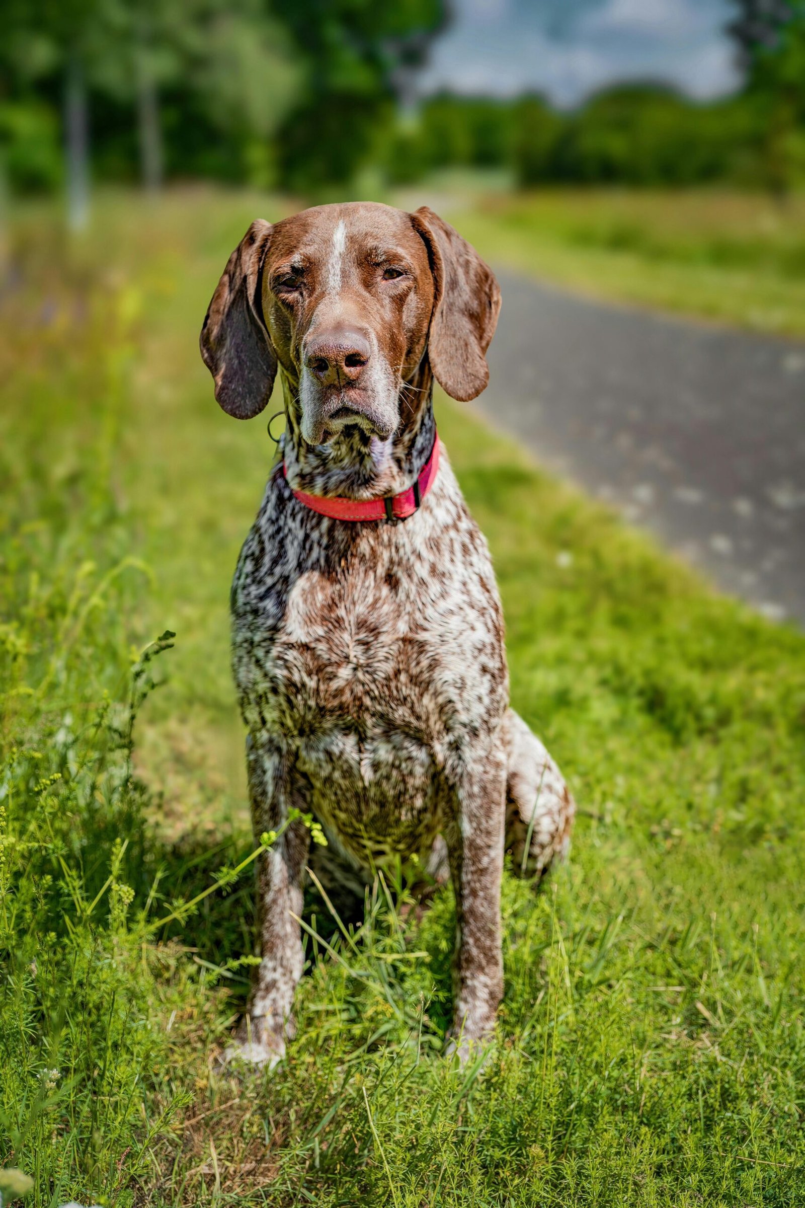 Pointer Dog Breeders