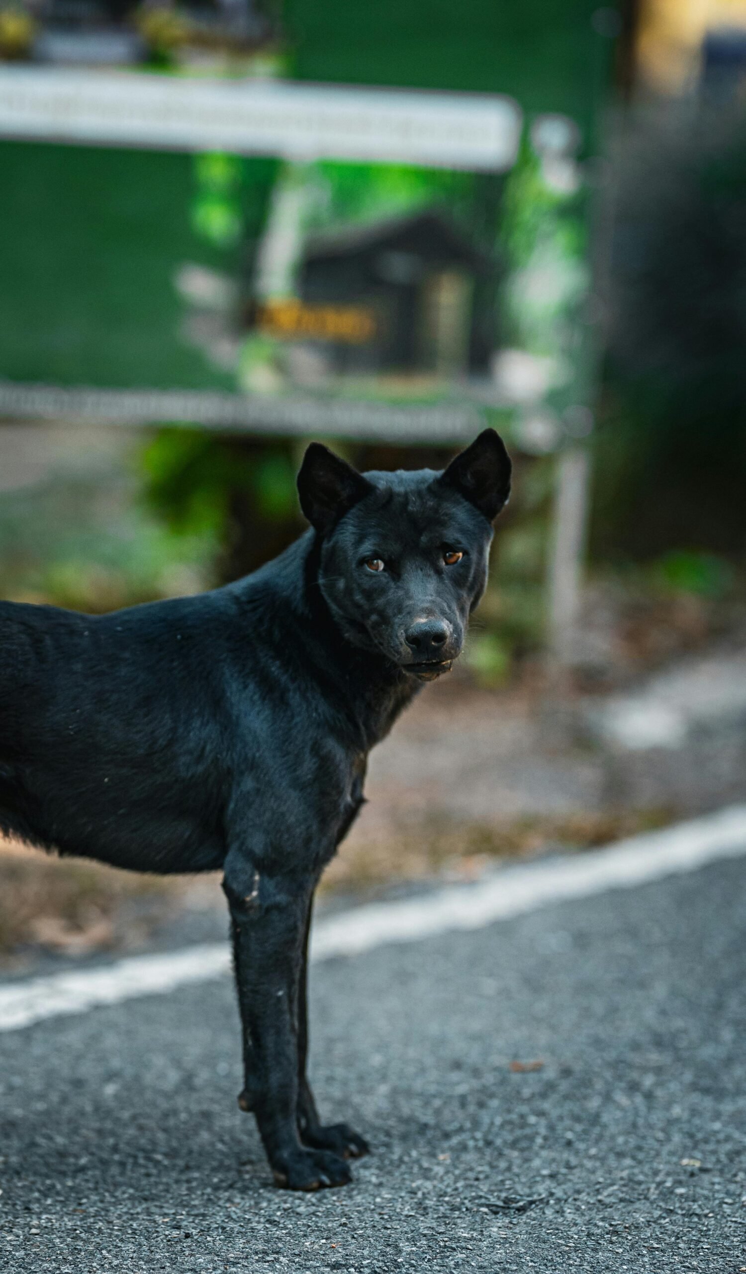 Thai Ridgeback Dog Breeders